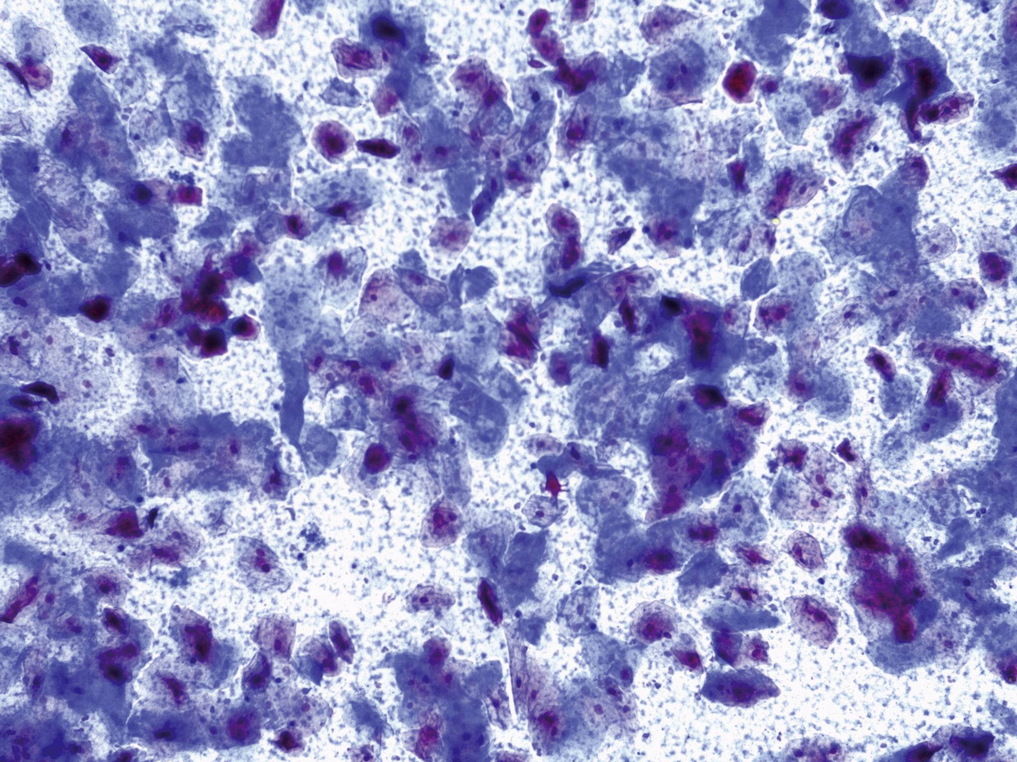 Microscope à lumière transmise Leica Microsystems 13613382 monoculaire ...